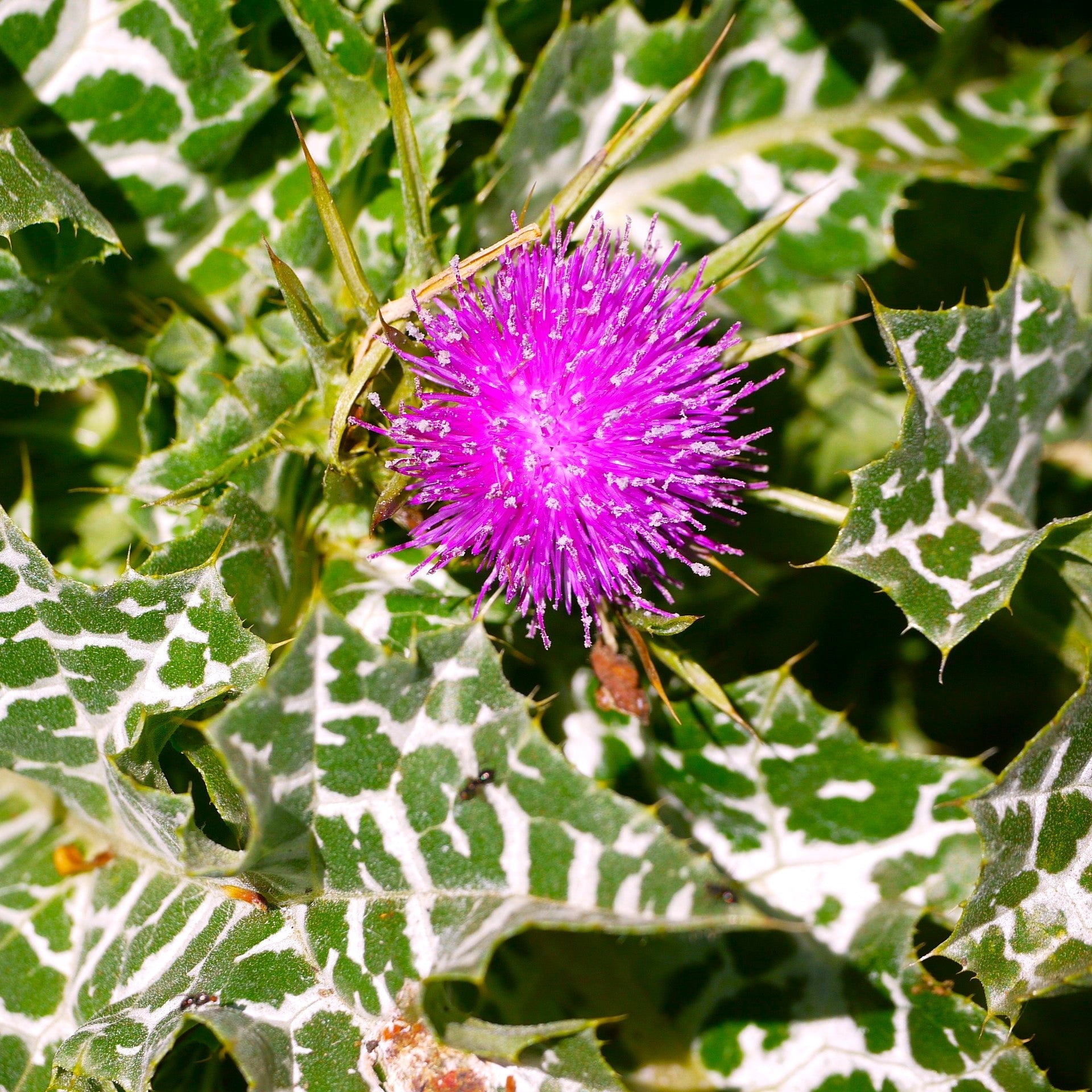 TomorrowSeeds - Milk Thistle Seeds - 900+ Count - For 2026 Planting ...