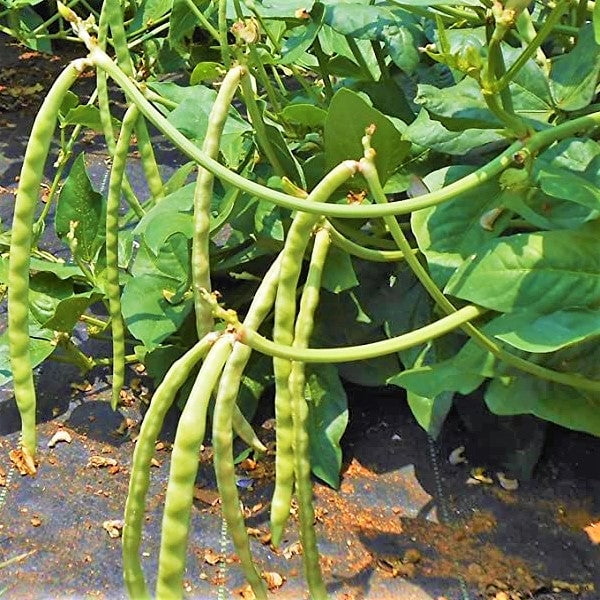 TomorrowSeeds - Mississippi Cream Pea Seeds - 50+ Count - For 2025 ...