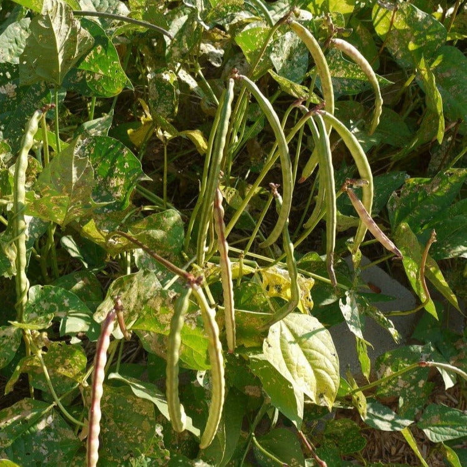 TomorrowSeeds - Mississippi Silver Hull Cowpea Seeds - 150+ Count - For ...