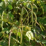 100 Seeds RED RIPPER COWPEA Cow Pea Southern Pea Vigna Unguiculata ...