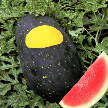 TomorrowSeeds - Moon and Stars Yellow Watermelon Seeds - 20+ Count ...
