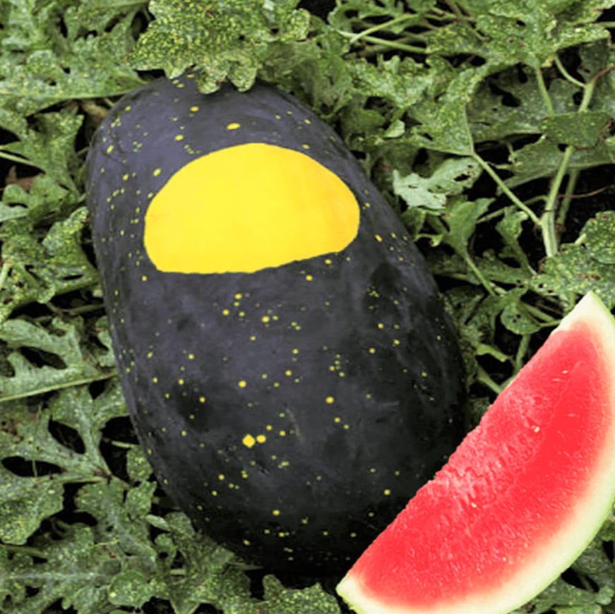 TomorrowSeeds - Moon & Stars Red Watermelon Seeds - 60+ Count - For ...