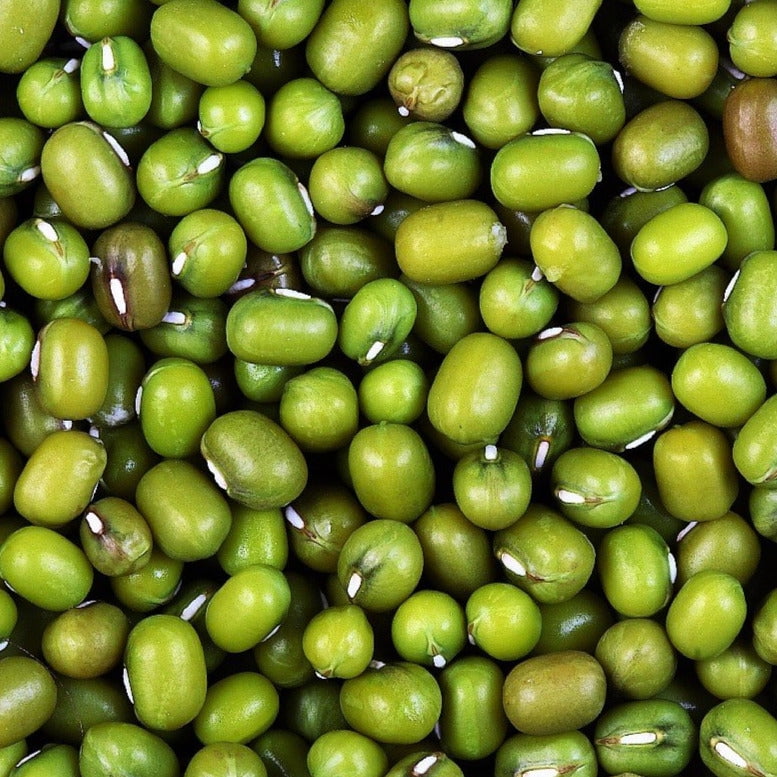 TomorrowSeeds - Mung Bean Seeds - 600+ Count - For 2026 Planting ...