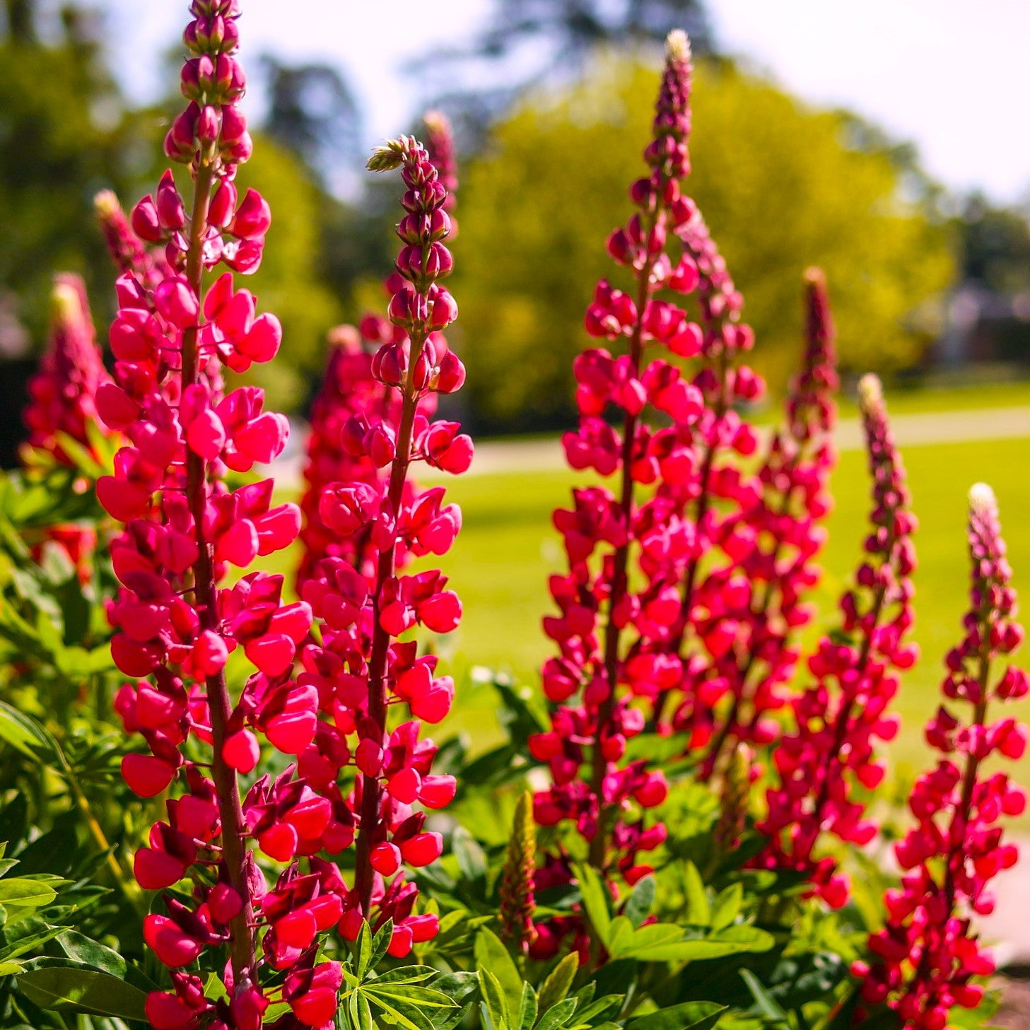 TomorrowSeeds - My Castle Red Russell Lupine Seeds - 600+ Count - For 2025 Planting Lupinus ...