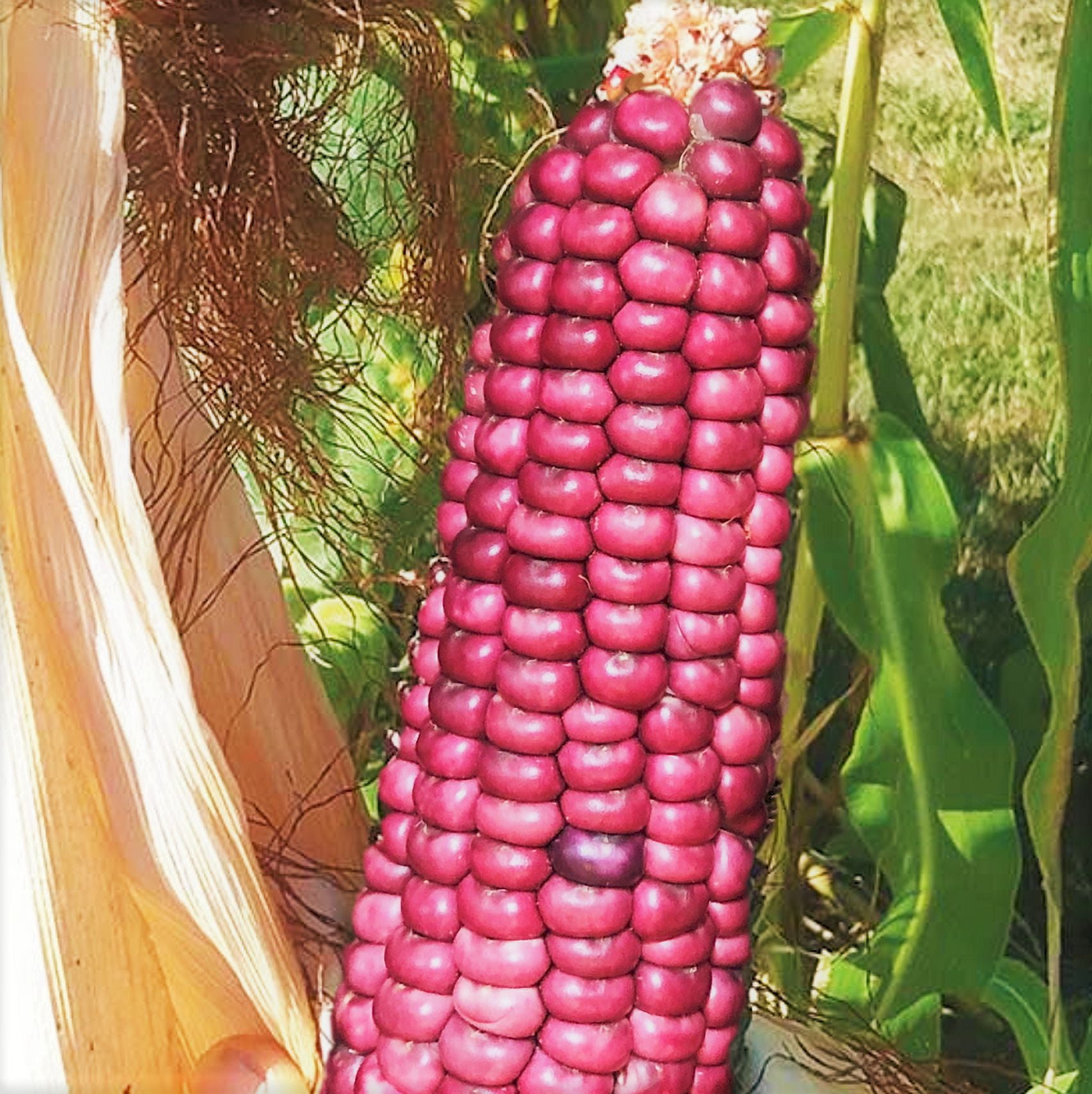 TomorrowSeeds - Neon Pink Popcorn (Ornamental Corn) Seeds - 50+ Count ...