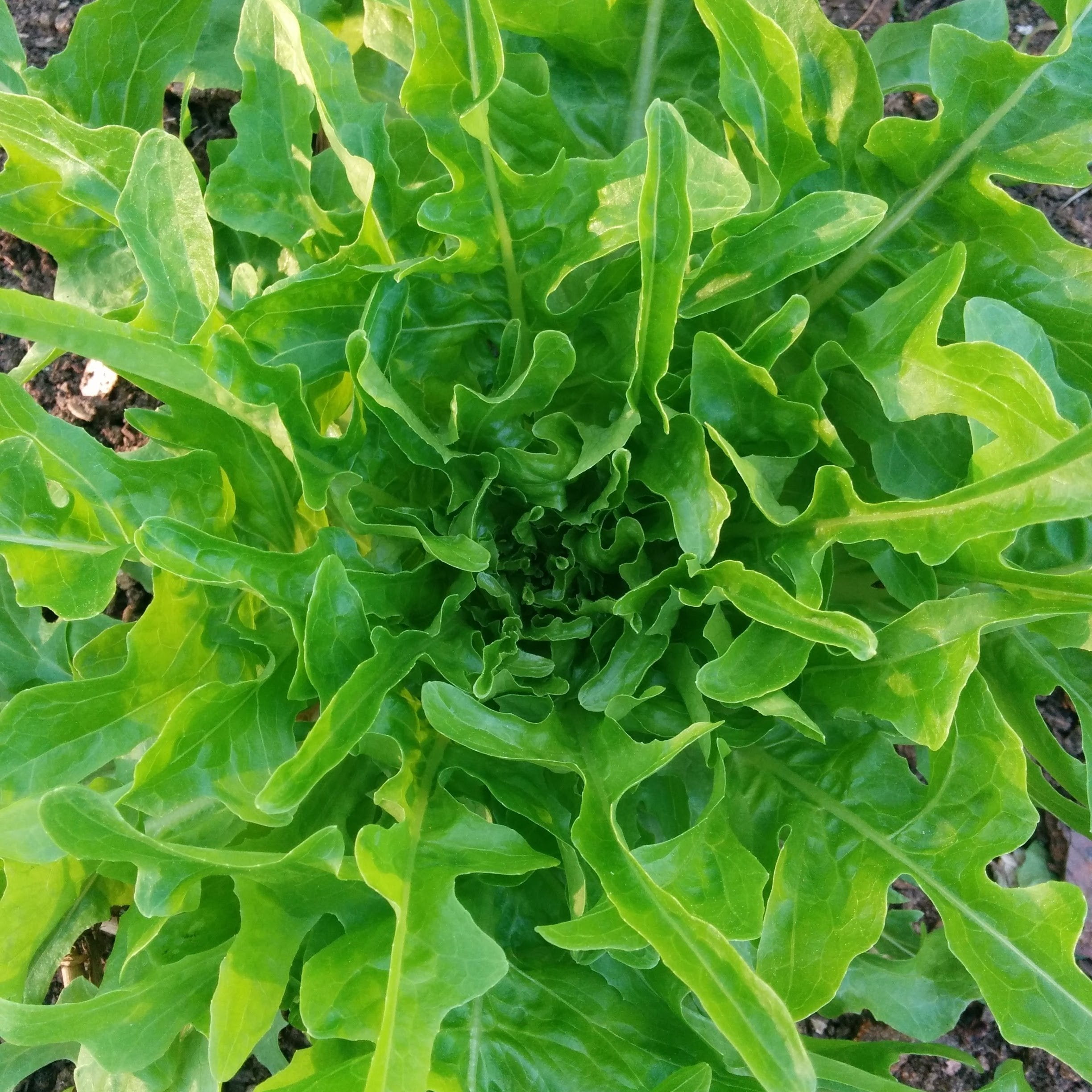 TomorrowSeeds - Oakleaf Lettuce Seeds - 6000+ Count - For 2026 Planting ...