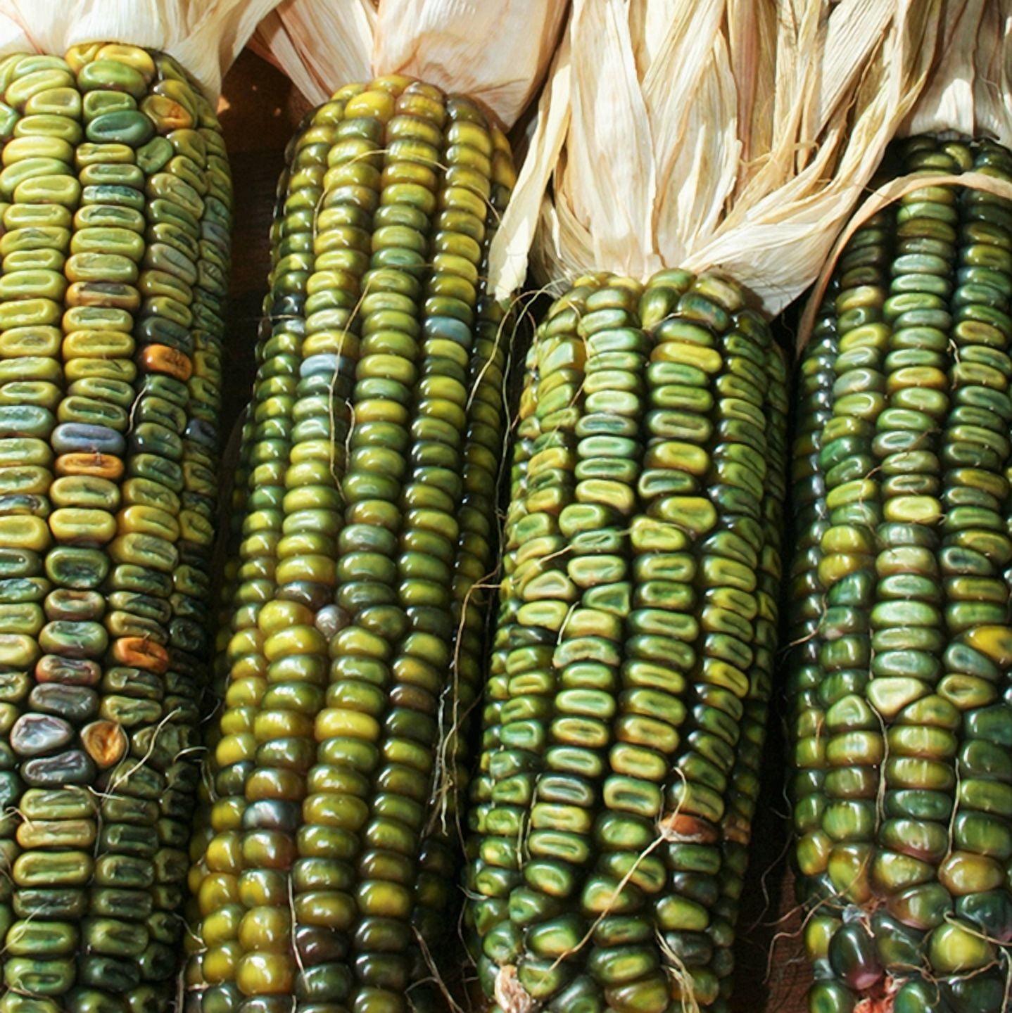 TomorrowSeeds - Oaxacan Green Dent Ornamental Corn Seeds - 30+ Count ...