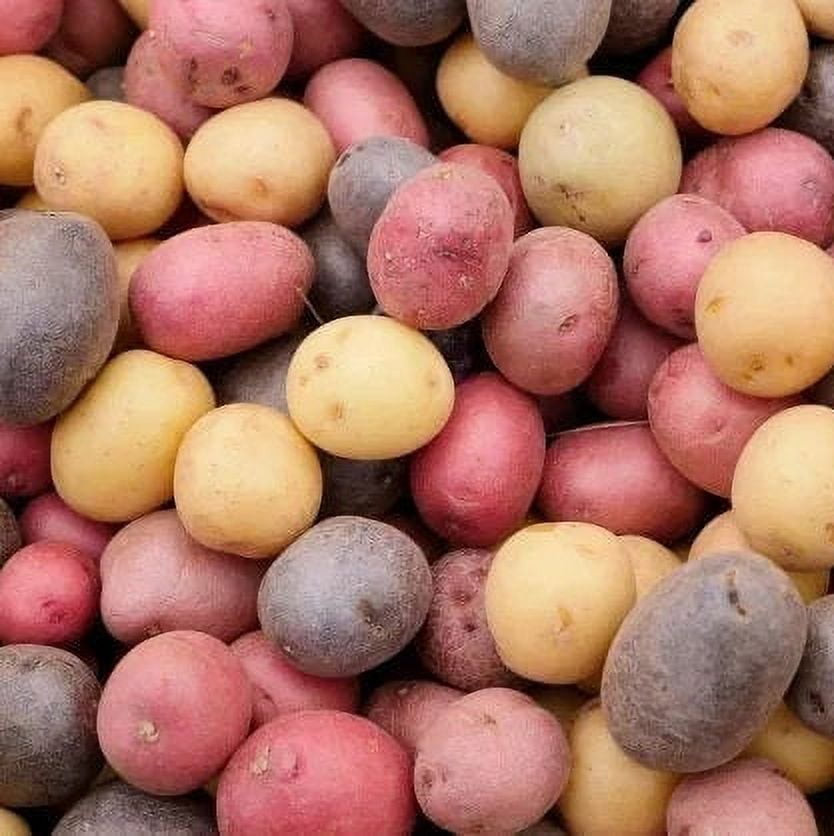 TomorrowSeeds - 3 Colors Mix Seed Potatoes - USDA Certified For Growers ...