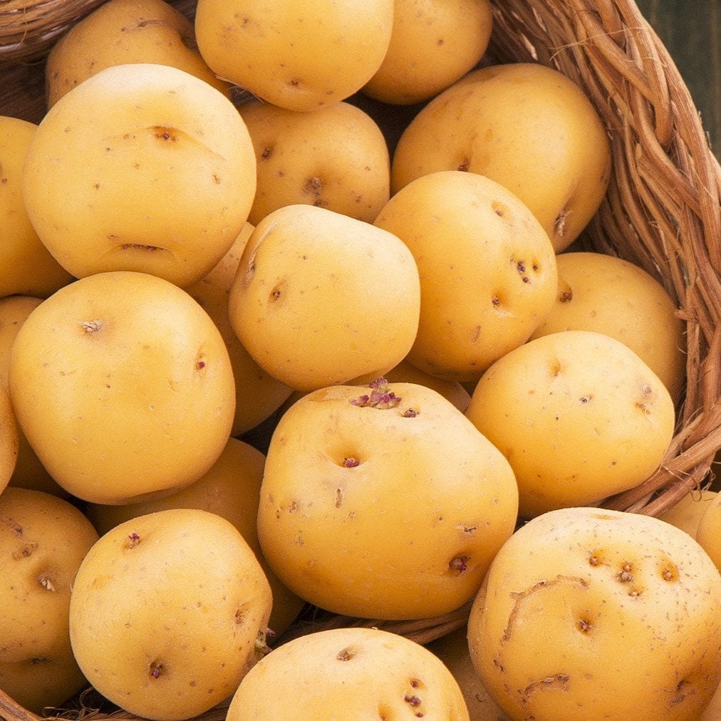 TomorrowSeeds - Kennebec Seed Potatoes - USDA Certified For Growers ...