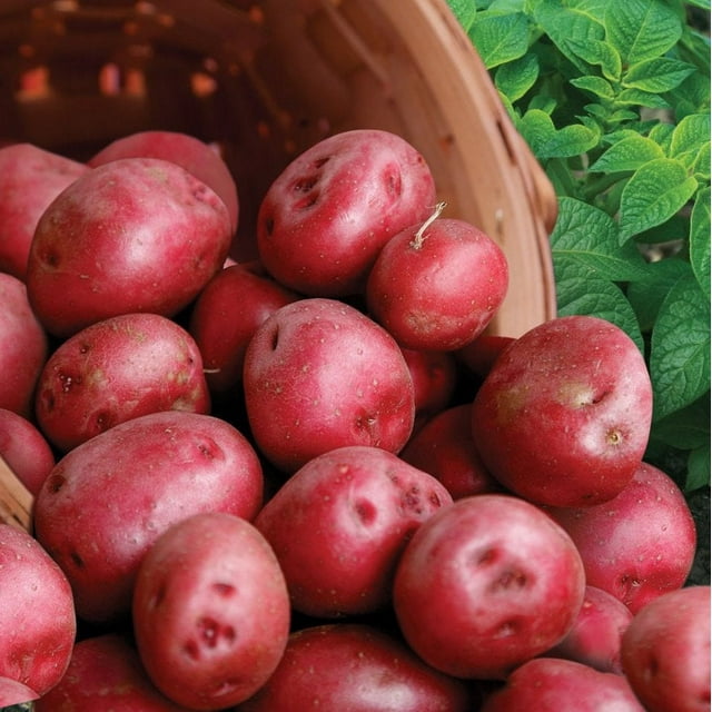 TomorrowSeeds - Pontiac Red Seed Potatoes - USDA Certified For Growers ...
