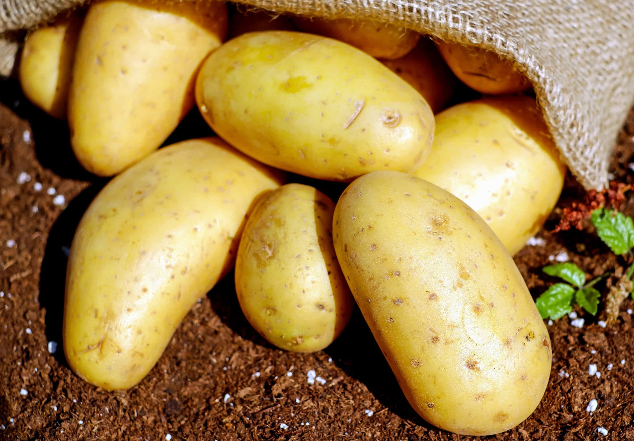 TomorrowSeeds Yukon Gold Seed Potatoes, Yellow Skin, 5 Pounds - Walmart.com