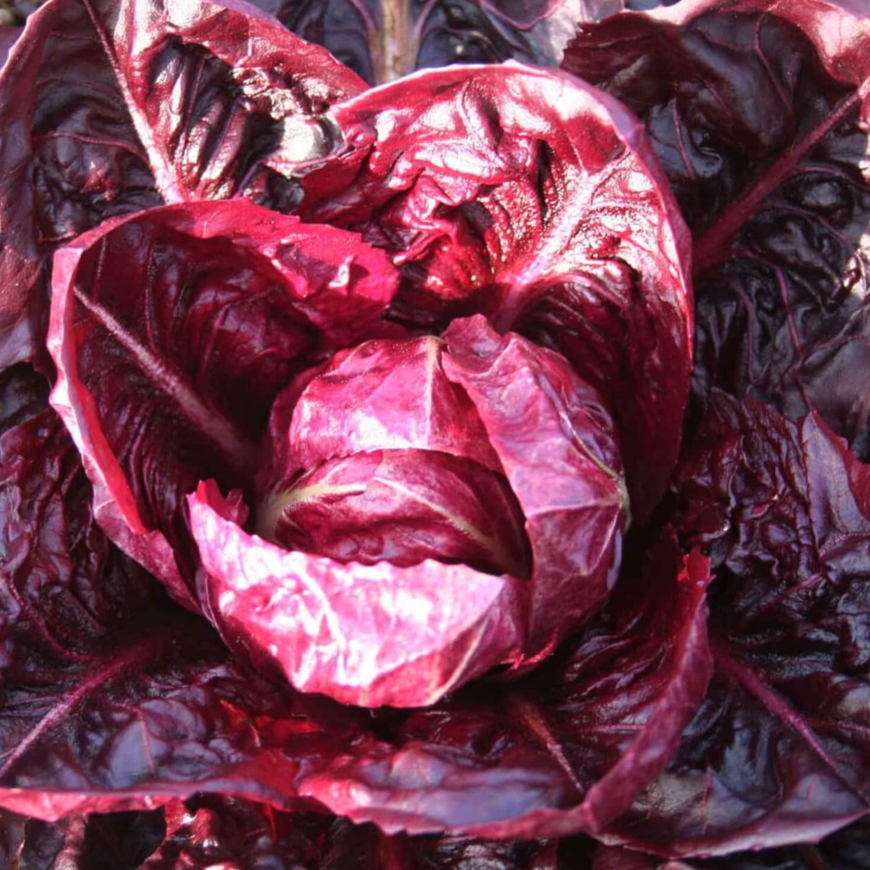 TomorrowSeeds - Palla Rosa Radicchio Seeds - 6000+ Count - For 2026 ...