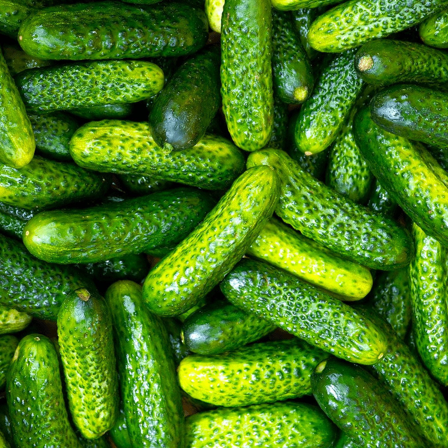 TomorrowSeeds - Parisian Gherkin Cucumber Seeds - 50+ Count - For 2025 ...