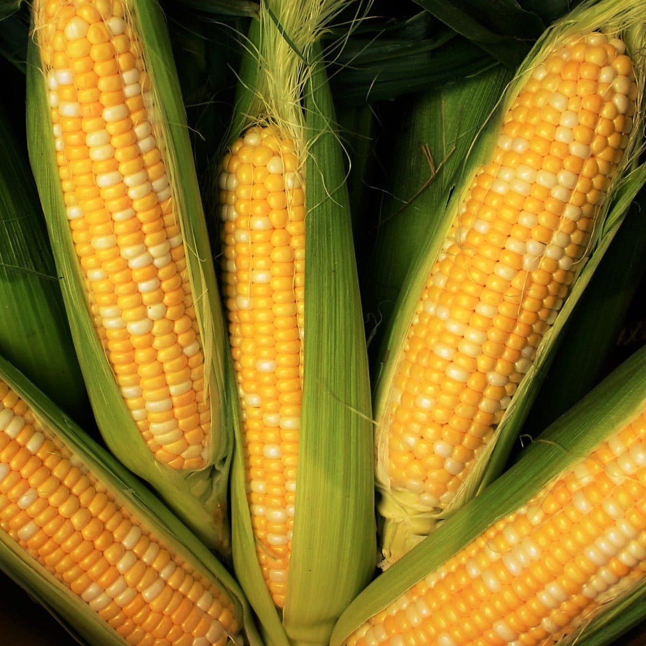 TomorrowSeeds - Peaches and Cream Sweet Corn Seeds - 90+ Count - For 2025 Planting Bicolor ...