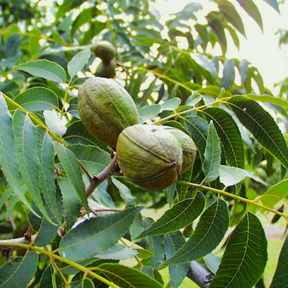 TomorrowSeeds - Pecan Tree Seeds - 18+ Count - For 2025 Planting Carya ...