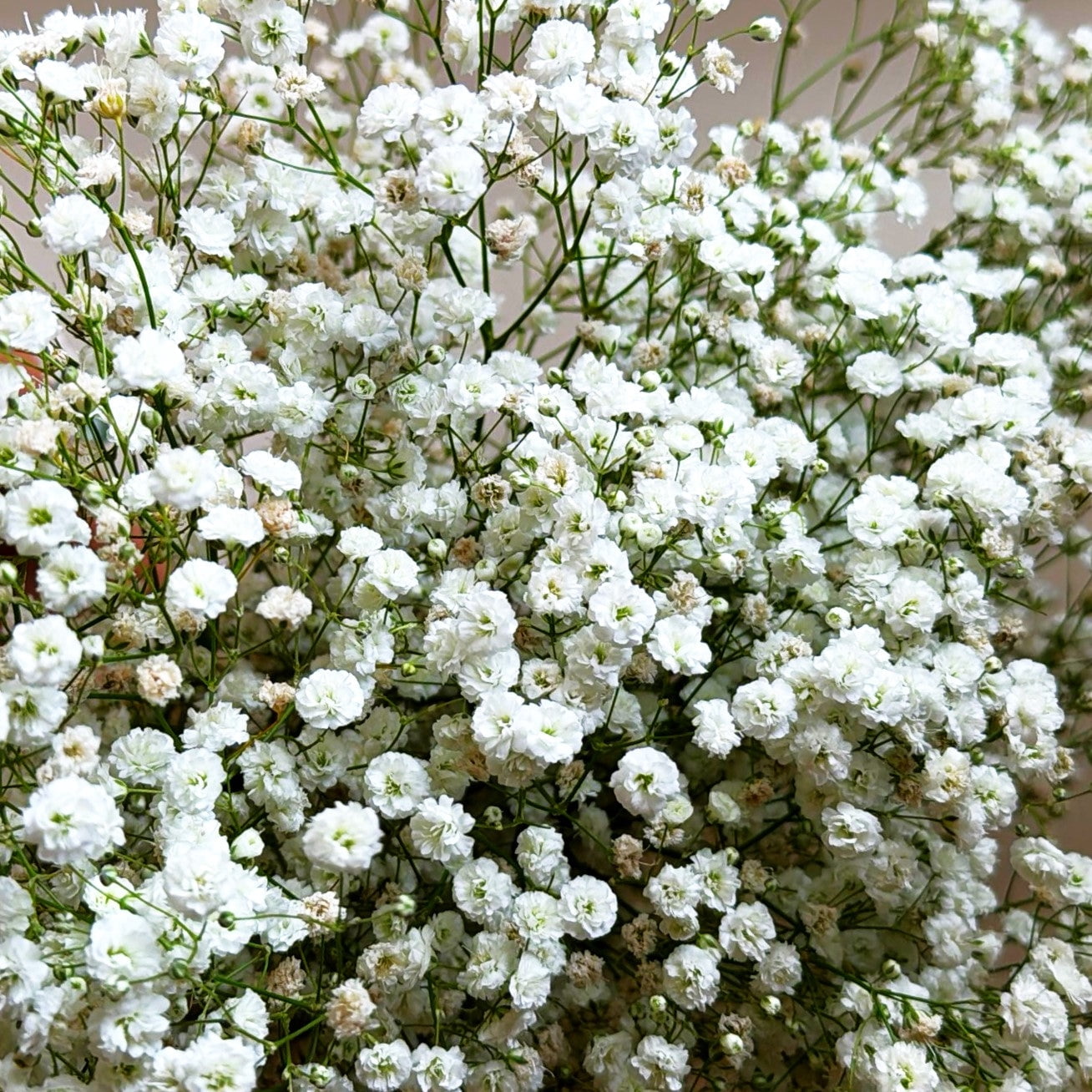 TomorrowSeeds - Perennial Baby's Breath Seeds - 7500+ Count - For 2026 ...