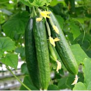 Cucumber, Straight Eight Cucumber Seeds, Heirloom, 200 Seeds, Great for ...