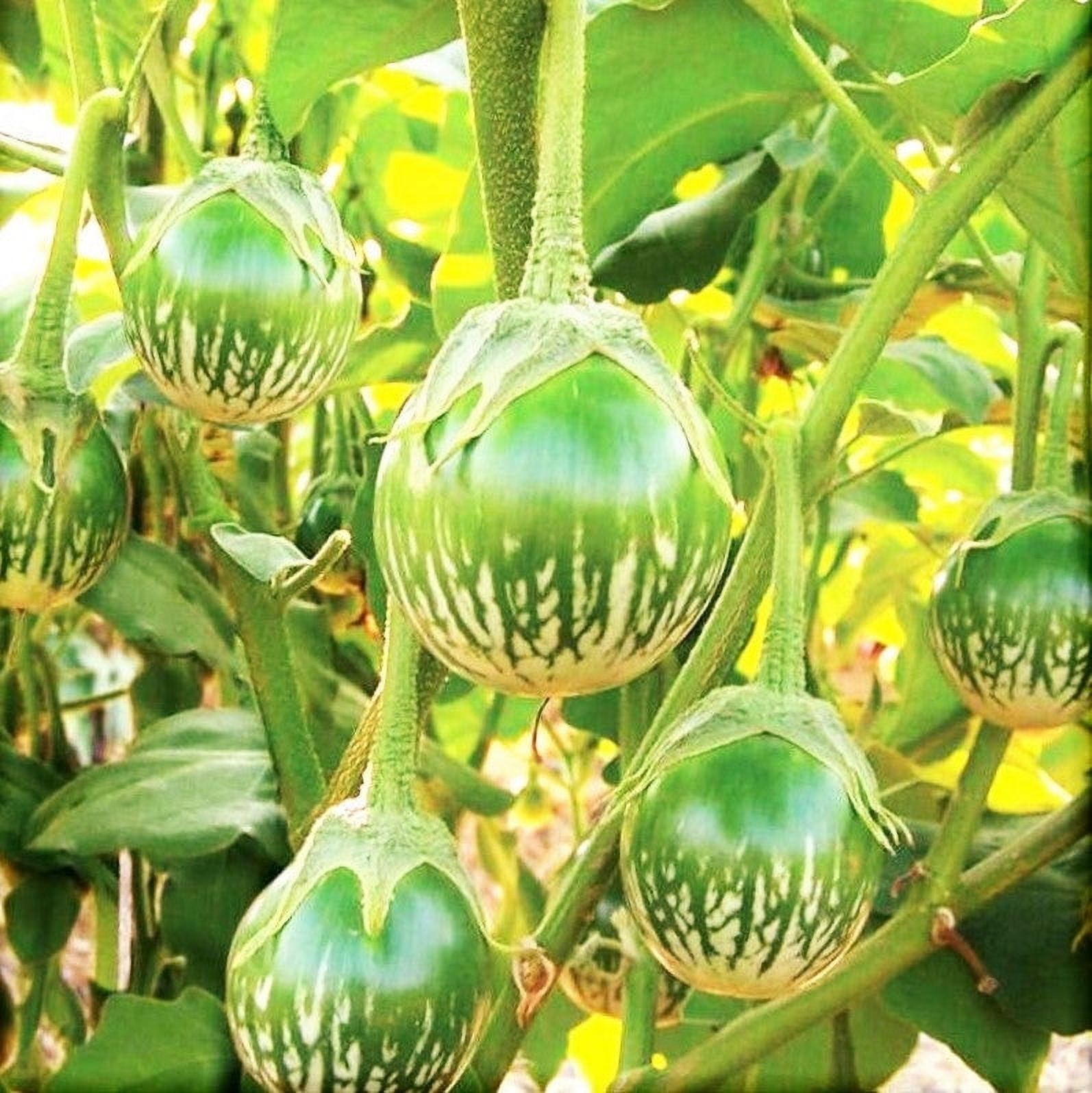 TomorrowSeeds - Petch Siam Thai Eggplant Seeds - 600+ Count - For 2026 ...