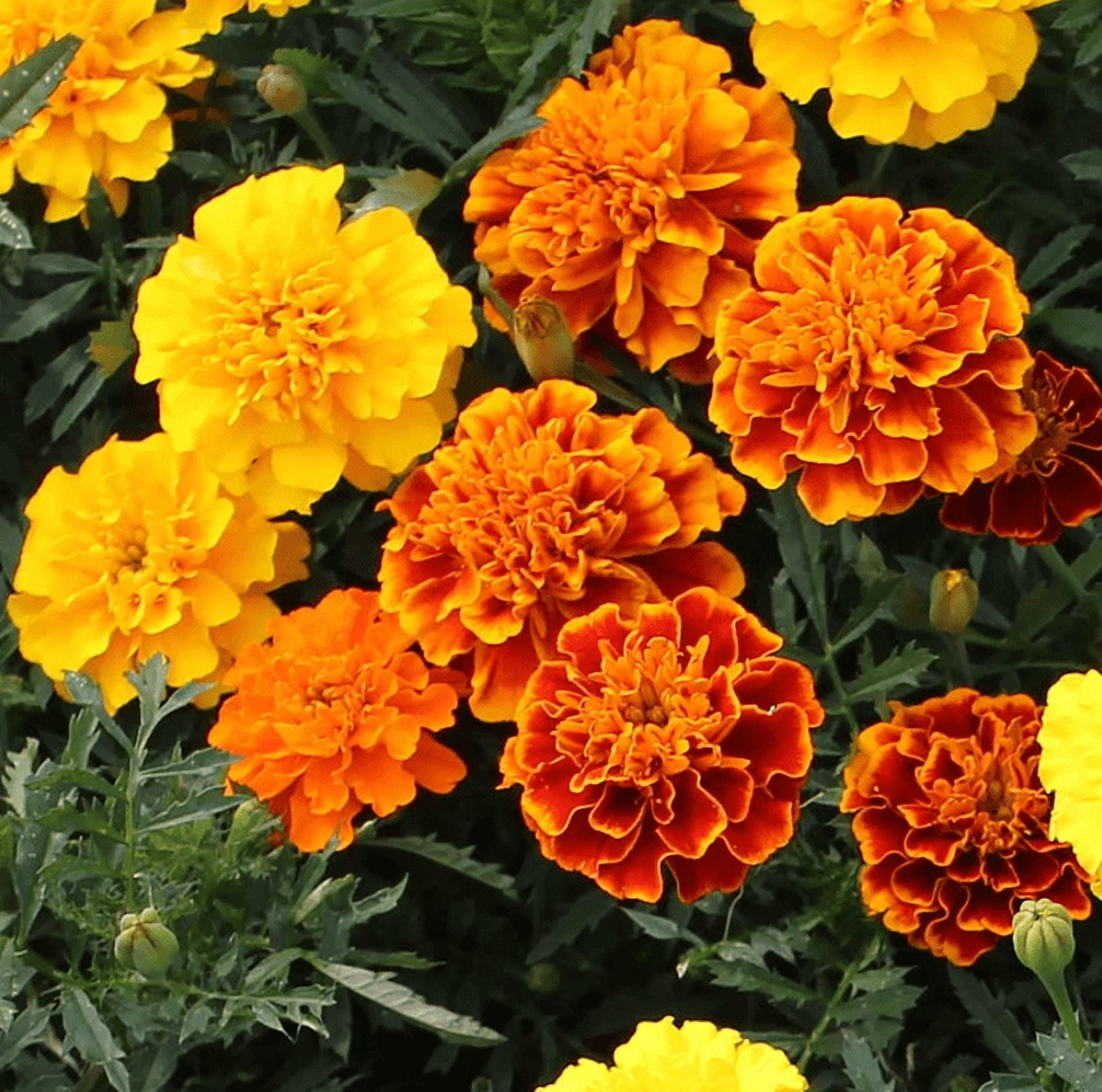 TomorrowSeeds - Petite Mix French Marigold Seeds - 3000+ Count - For ...