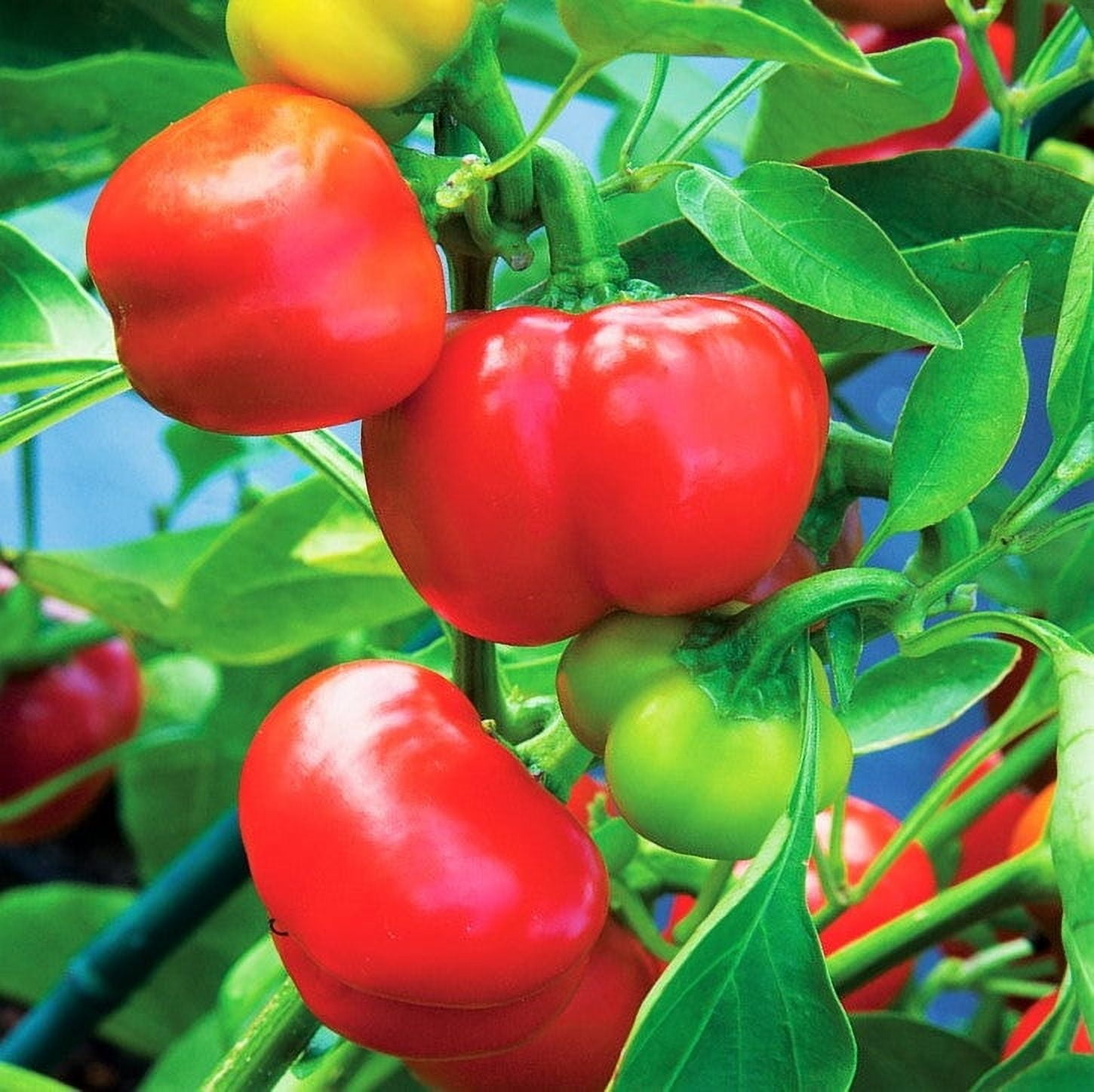 TomorrowSeeds - Pimento Pepper Seeds - 900+ Count - For 2026 Planting ...