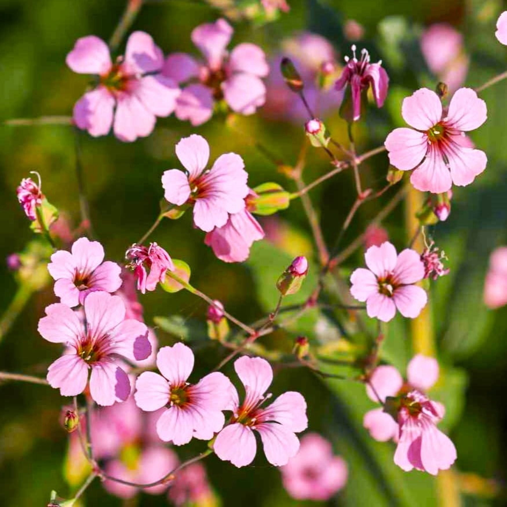 TomorrowSeeds - Pink Beauty Soapwort Seeds - 3600+ Count - For 2025 ...