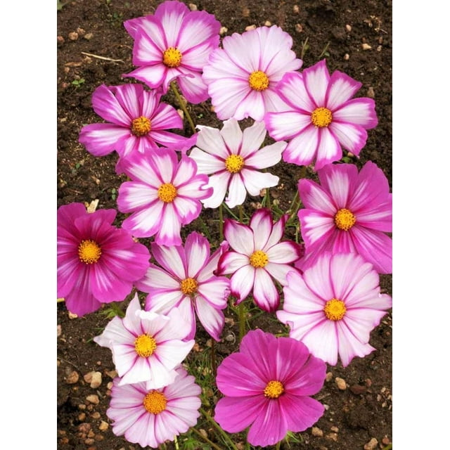 TomorrowSeeds 300 Candy Stripe Cosmos FLowe Seeds, Red and Rose Pink Striped Flowers - Walmart.com