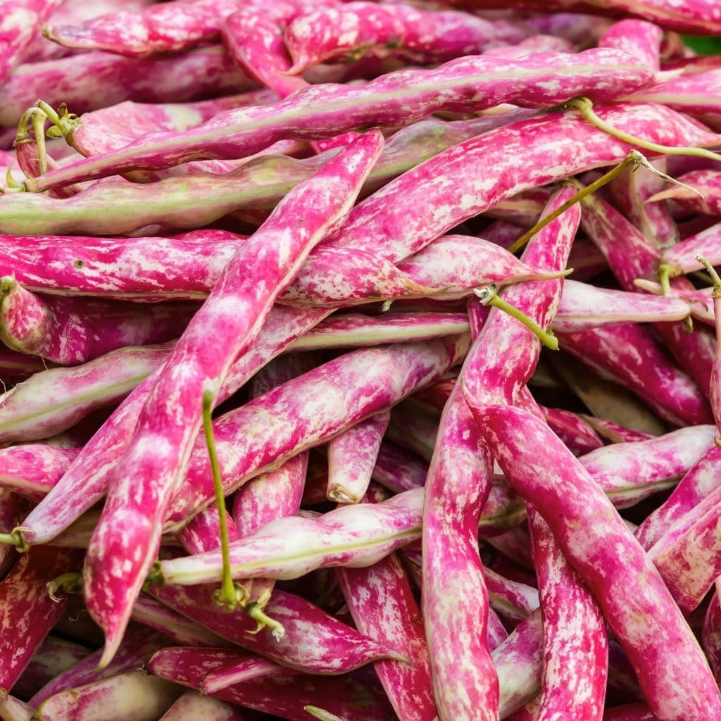 TomorrowSeeds - Pink Cranberry Bean Seeds - 120+ Count Packet - (Dwarf ...