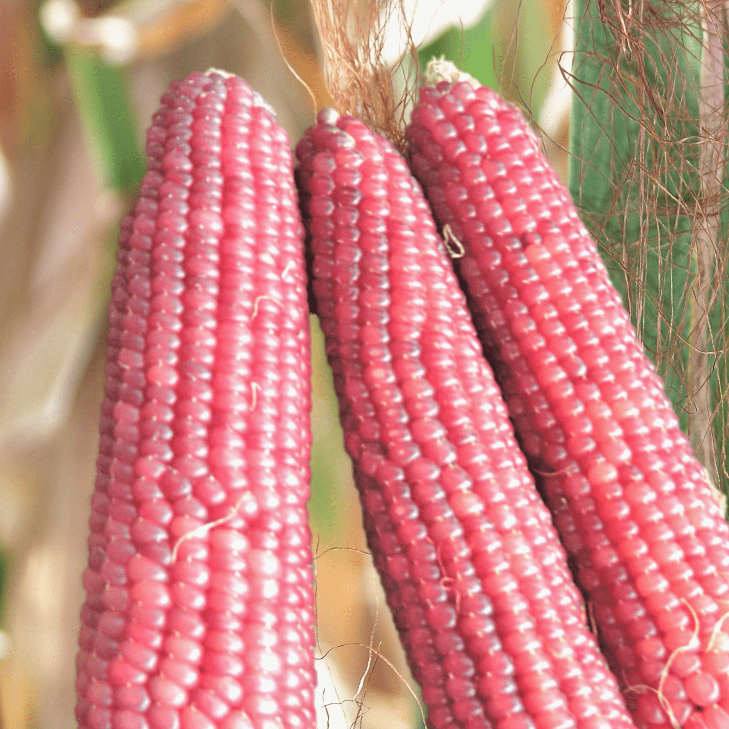 TomorrowSeeds - Pink Glass Gem Ornamental Corn Seeds - 180+ Count - For ...