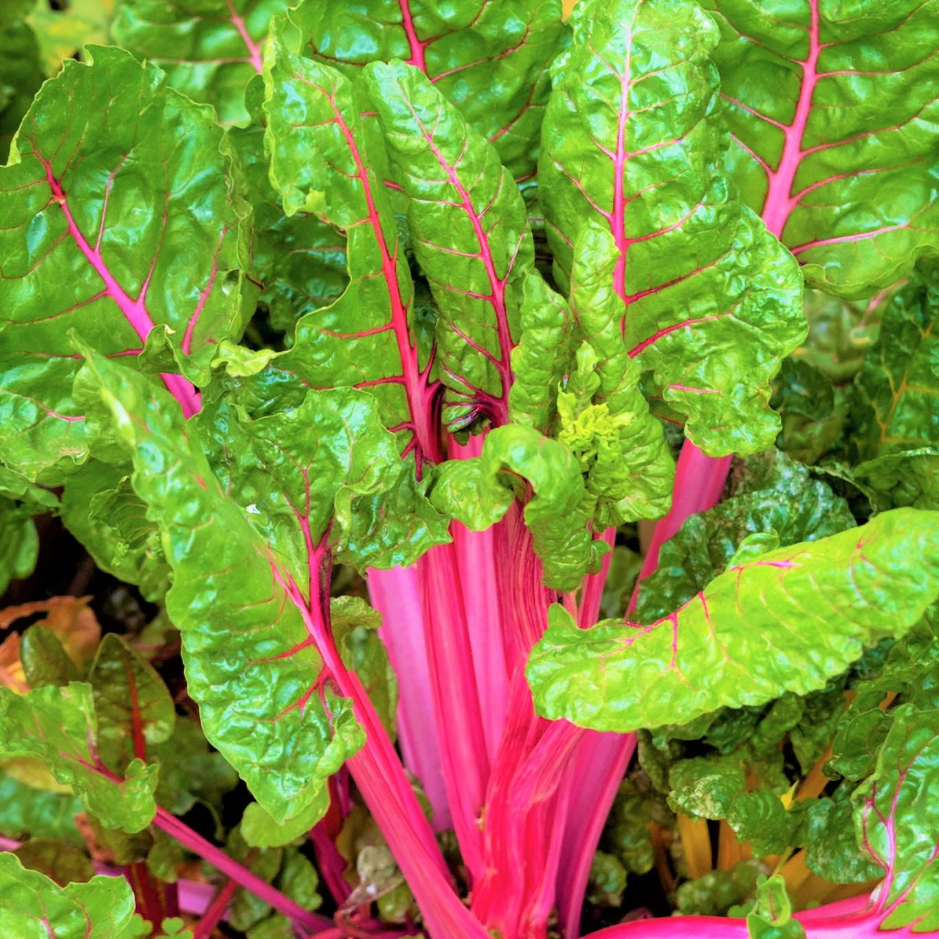 TomorrowSeeds - Pink Lipstick Swiss Chard Seeds - 300+ Count - For 2025 ...