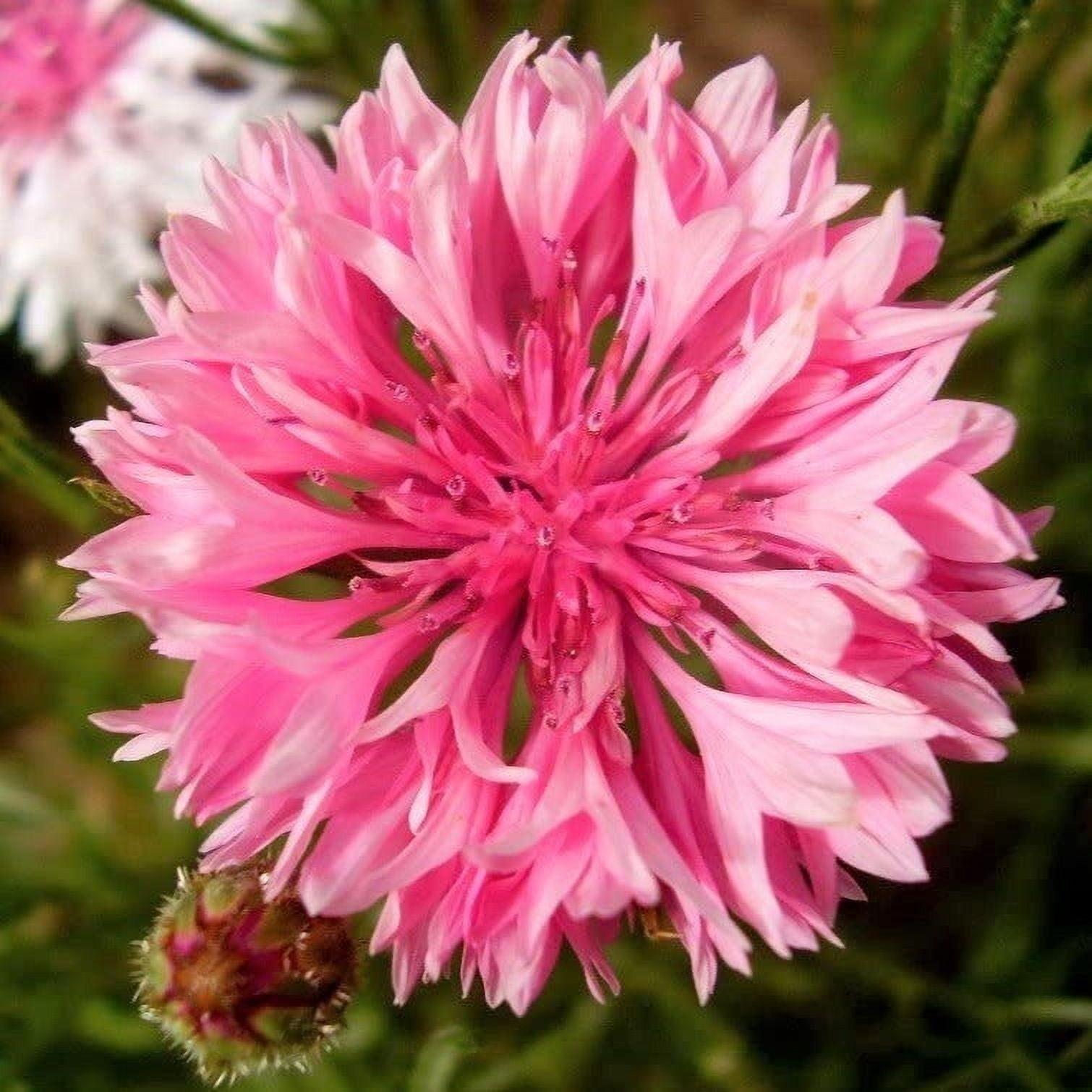 TomorrowSeeds - Pink Tall Bachelor Button Seeds - 3000+ Count - For ...