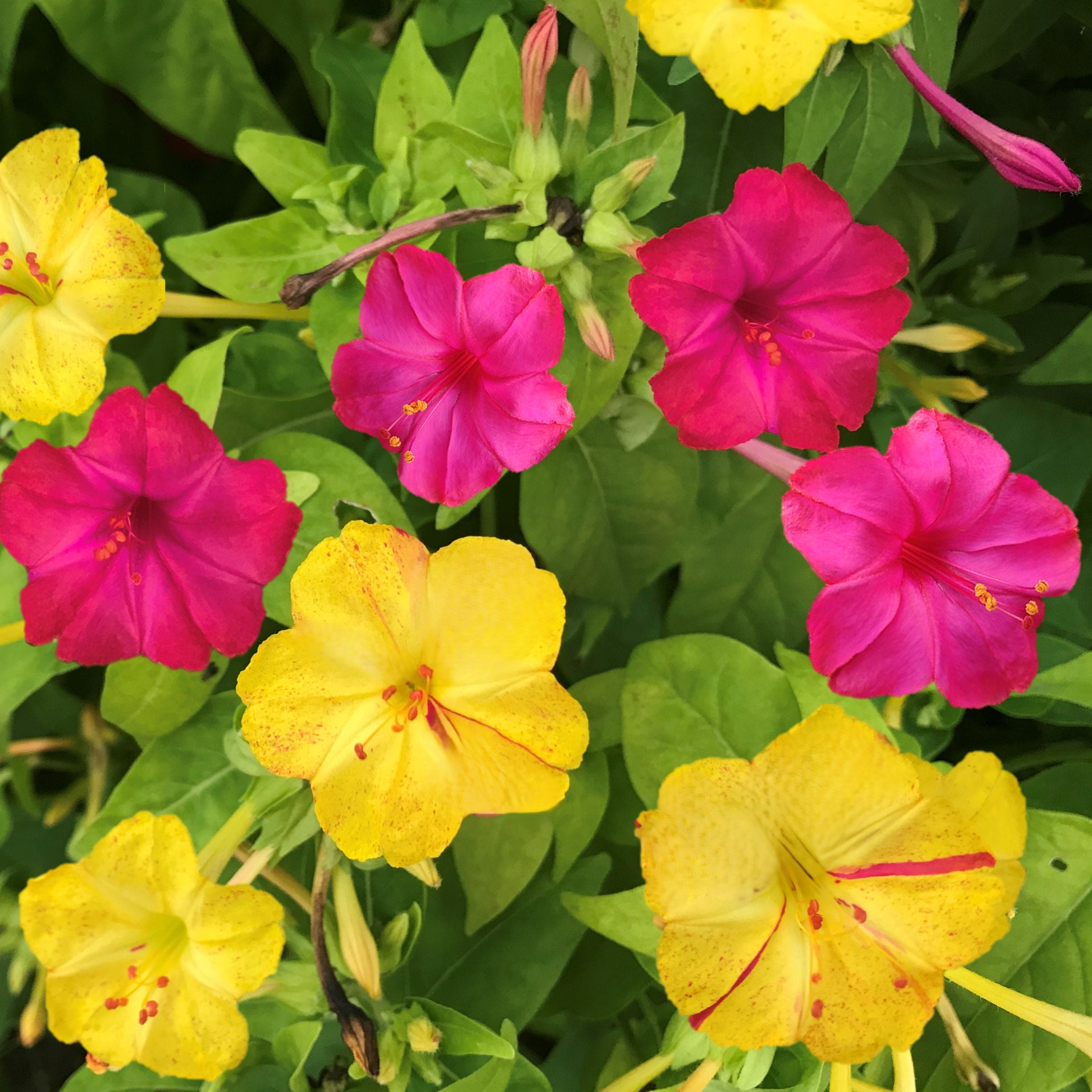 TomorrowSeeds - Pink & Yellow Mix Four O' Clock Seeds - 50+ Count - For ...