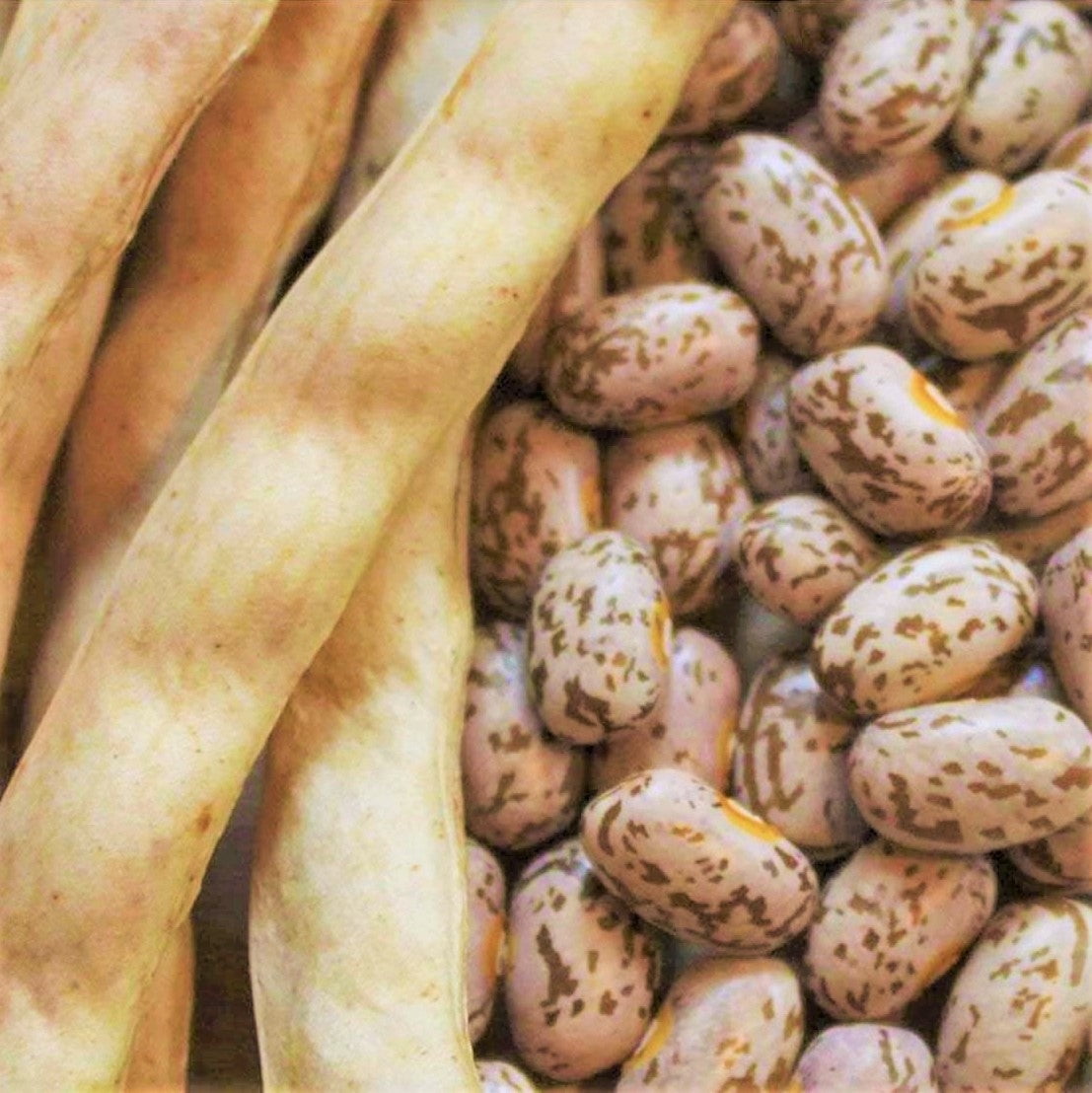 TomorrowSeeds - Pinto Bean Seeds - 90+ Count - For 2025 Planting ...