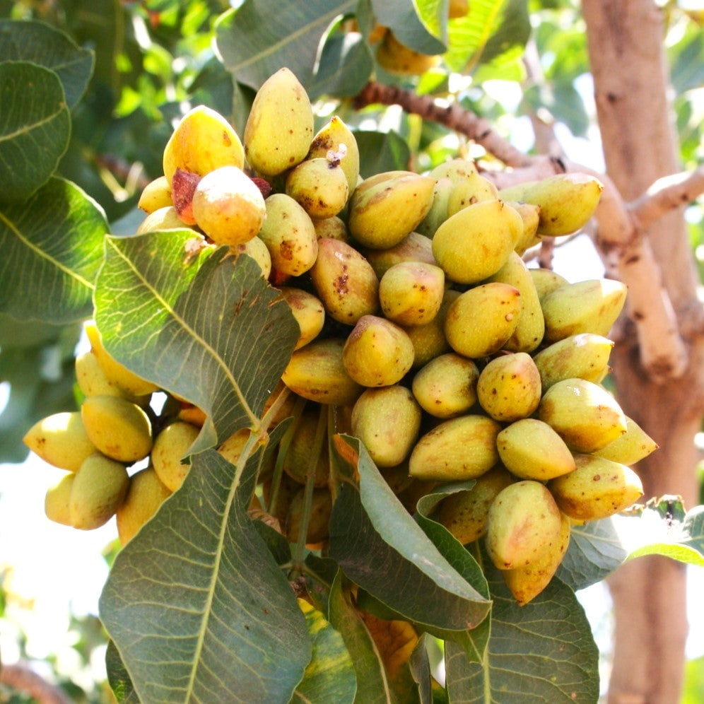 TomorrowSeeds - Pistachio Tree Seeds - 5+ Count - For 2026 Planting ...