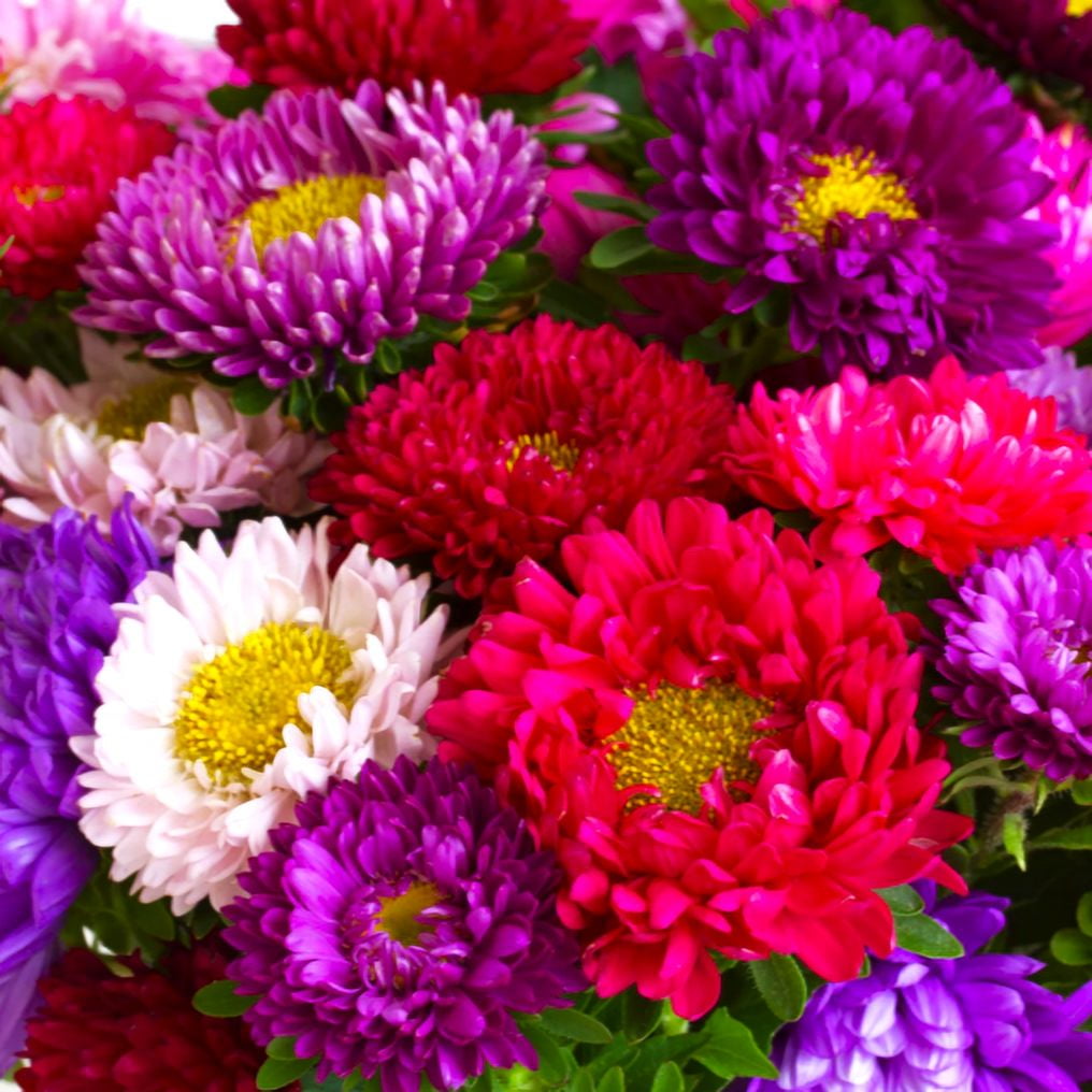 TomorrowSeeds - Powder Puff Mix China Aster Seeds - 6000+ Count - For ...