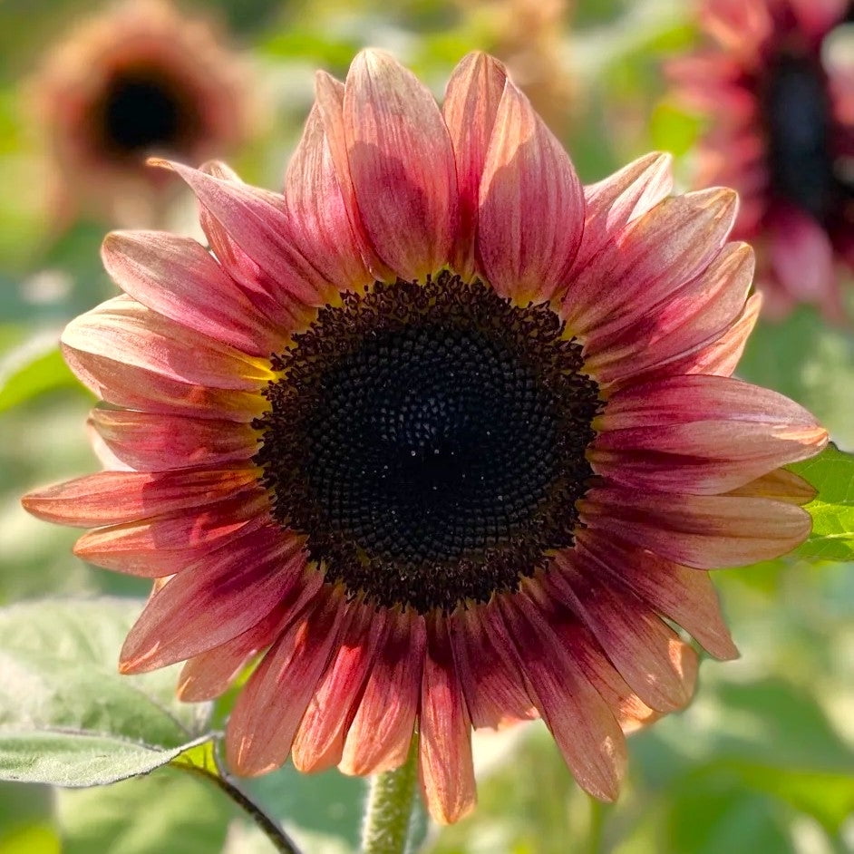 TomorrowSeeds - ProCut Ruby Eclipse Sunflower Seeds - 30+ Count - For ...
