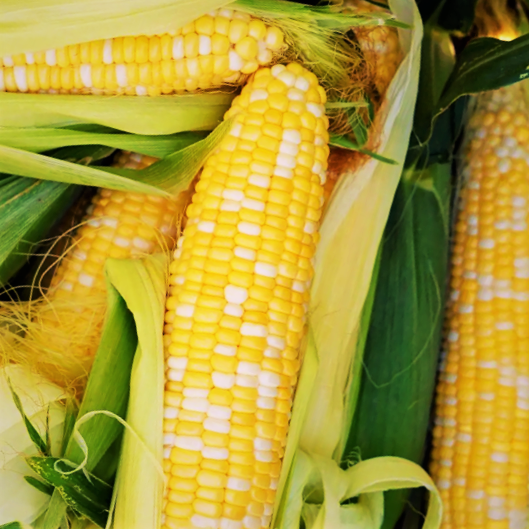 TomorrowSeeds - Providence TripleSweet Sweet Corn Seeds (Treated Seed ...