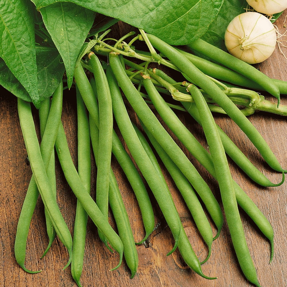 TomorrowSeeds - Provider Green Bean Seeds - 30+ Count - For 2026 ...