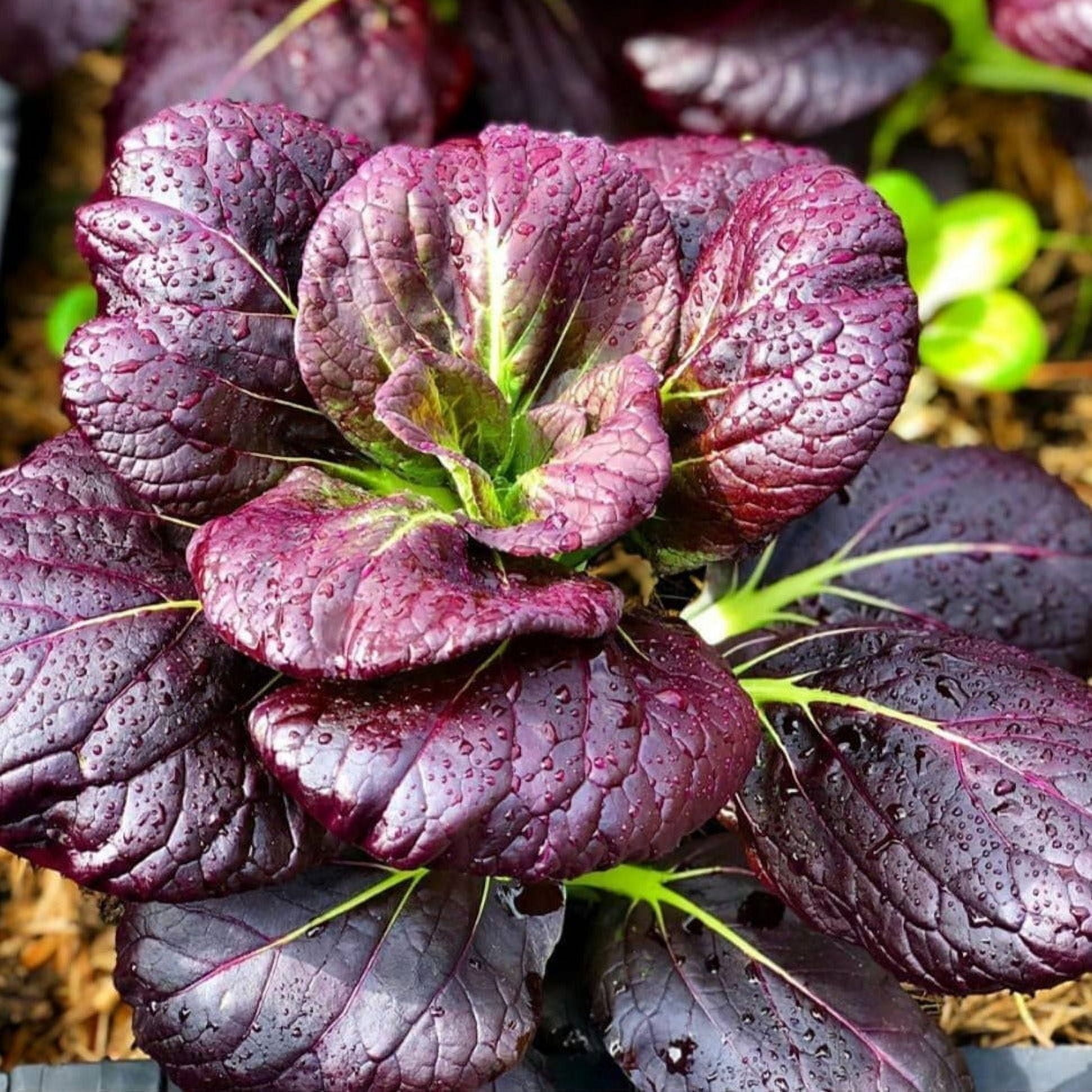 TomorrowSeeds - Purple Lady Bok Choy Seeds - 1000+ Count - For 2026 ...