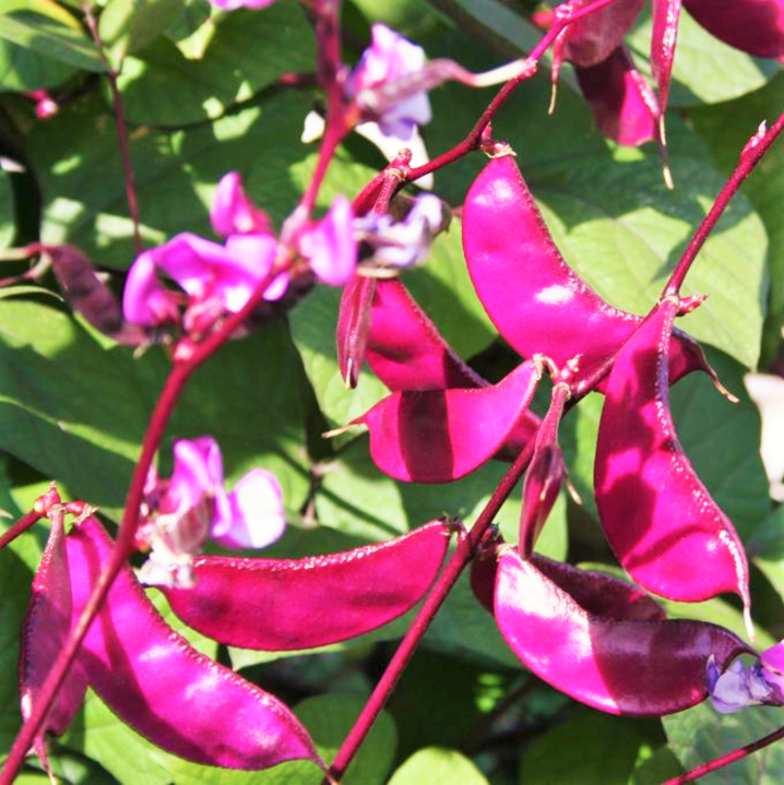 TomorrowSeeds - Purple Moon Hyacinth (Pole) Bean Seeds, Lablab ...