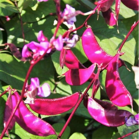 Hyacinth Bean Vine Seeds