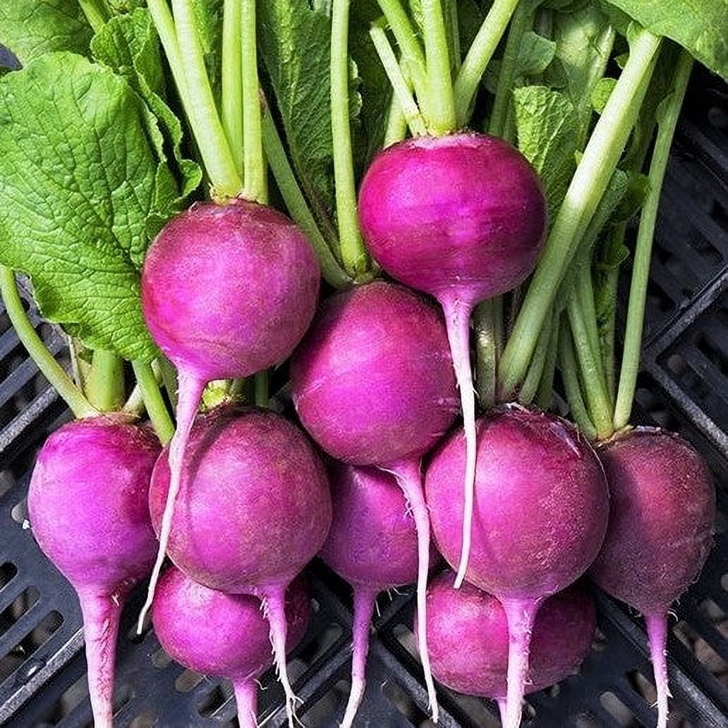TomorrowSeeds - Purple Plum Radish Seeds - 300+ Count - For 2025 ...