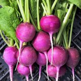 TomorrowSeeds - Purple Plum Radish Seeds - 900+ Count Packet - Raphanus ...