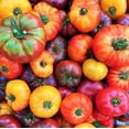 TomorrowSeeds, Rainbow Mix Beefsteak Tomato Seeds, 100+ Count ...