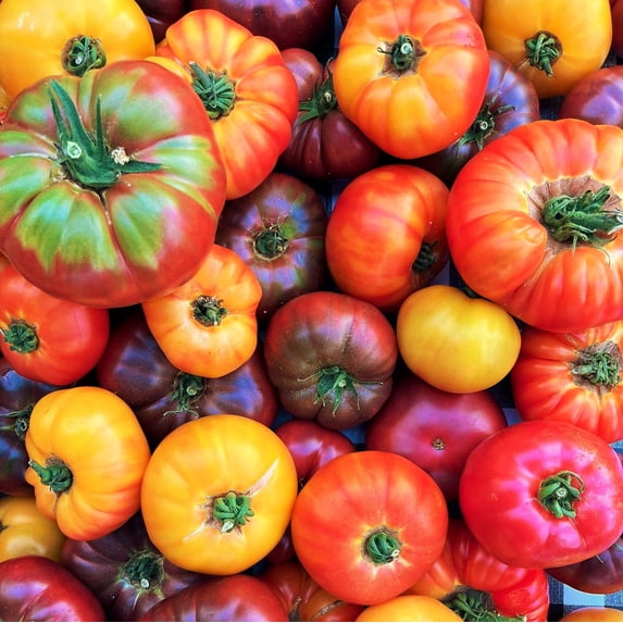 TomorrowSeeds, Rainbow Mix Beefsteak Tomato Seeds, 100+ Count ...