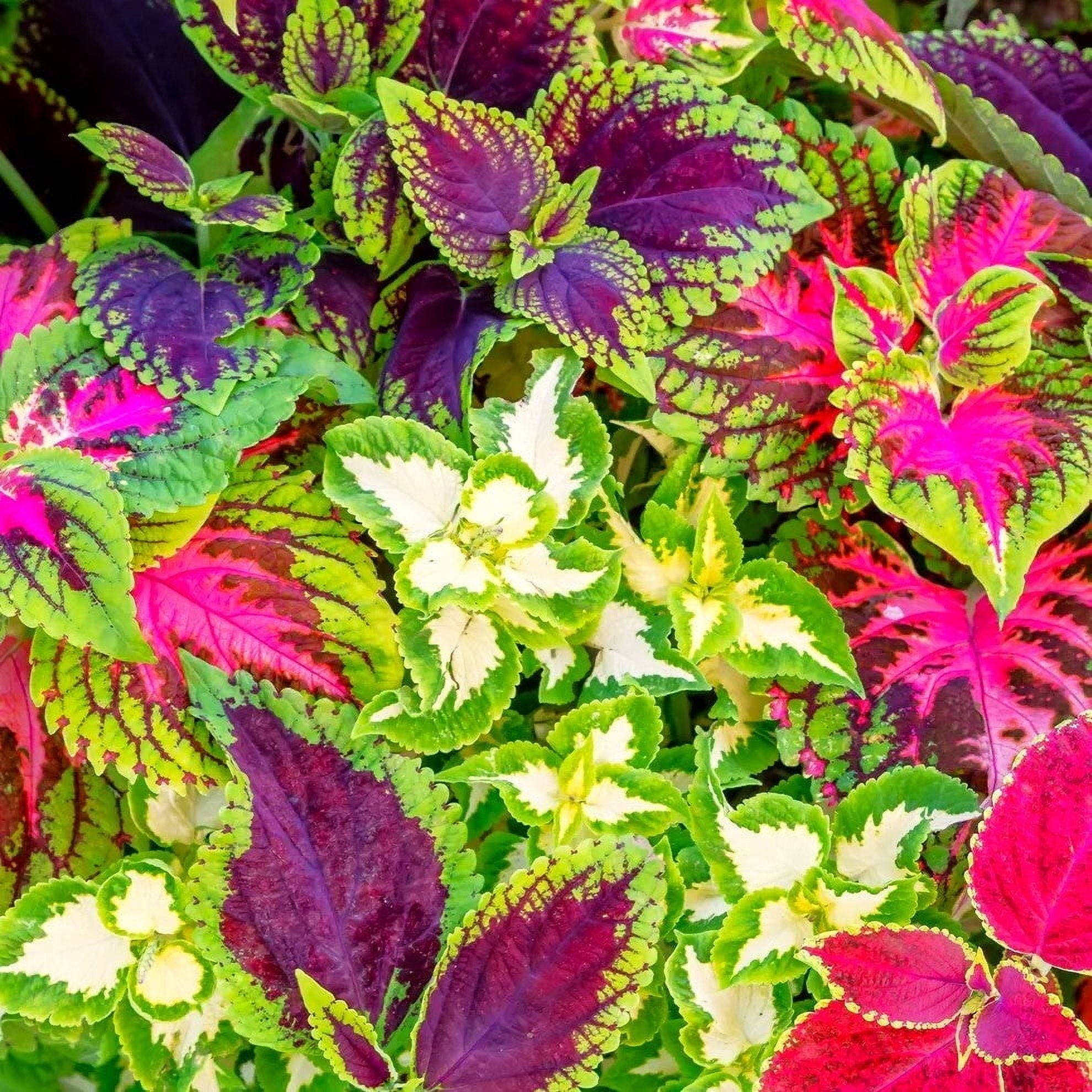 TomorrowSeeds - Rainbow Mix Coleus Seeds - 2000+ Count - For 2025 ...