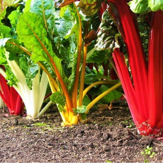 TomorrowSeeds - Rainbow Swiss Chard Seeds - 300+ Count - For 2025 ...