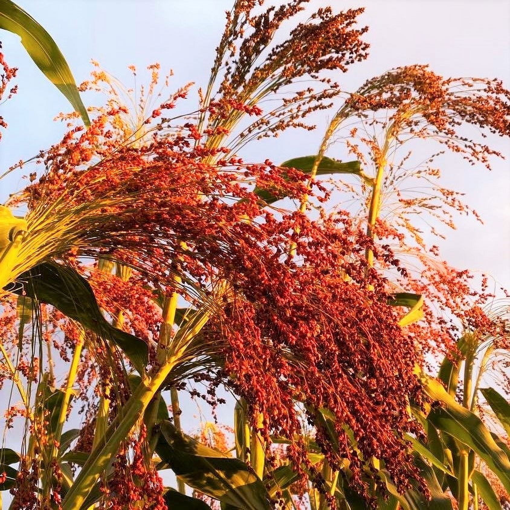 TomorrowSeeds - Red Broom Corn Seeds - 375+ Count - For 2025 Planting ...