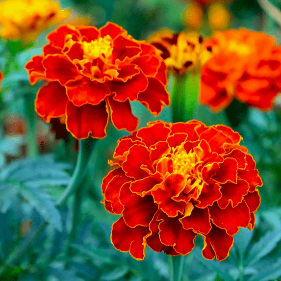 TomorrowSeeds - Red Cherry French Marigold Seeds - 200+ Count - For ...