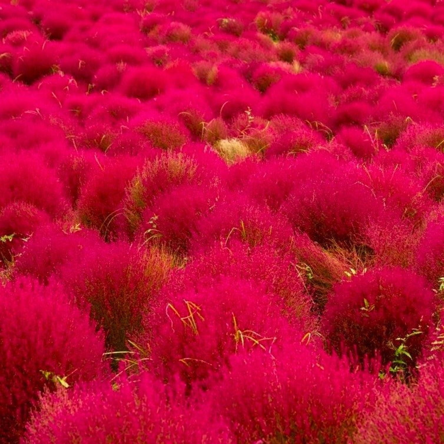 TomorrowSeeds - Red Globe Burning Bush Seeds - 6000+ Count - For 2025 ...