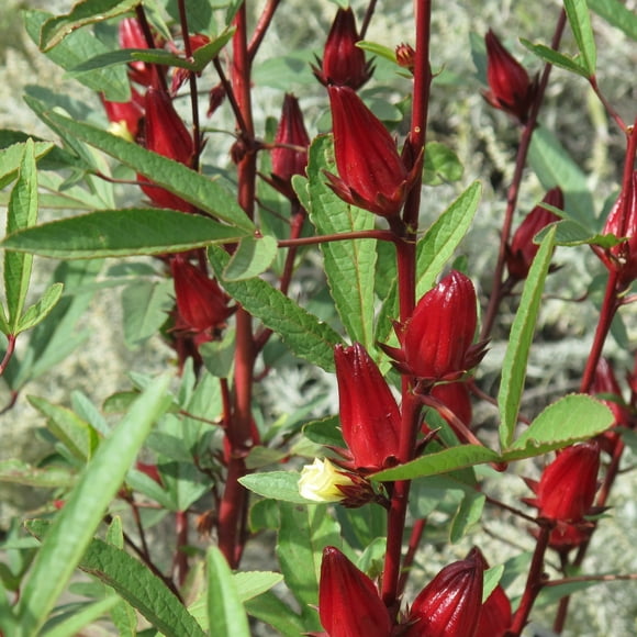 Hibiscus Seeds